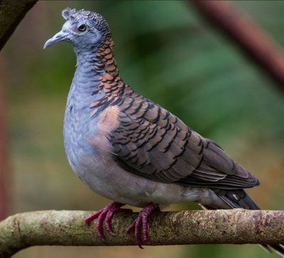 Bar-shouldered Dove - The Australian Museum