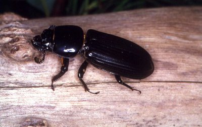 Bess Beetle - The Australian Museum