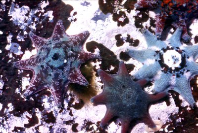 Carpet Sea Star - The Australian Museum