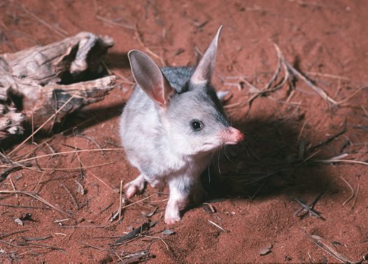 Assessing the genetic diversity of captive Greater Bilby populations ...