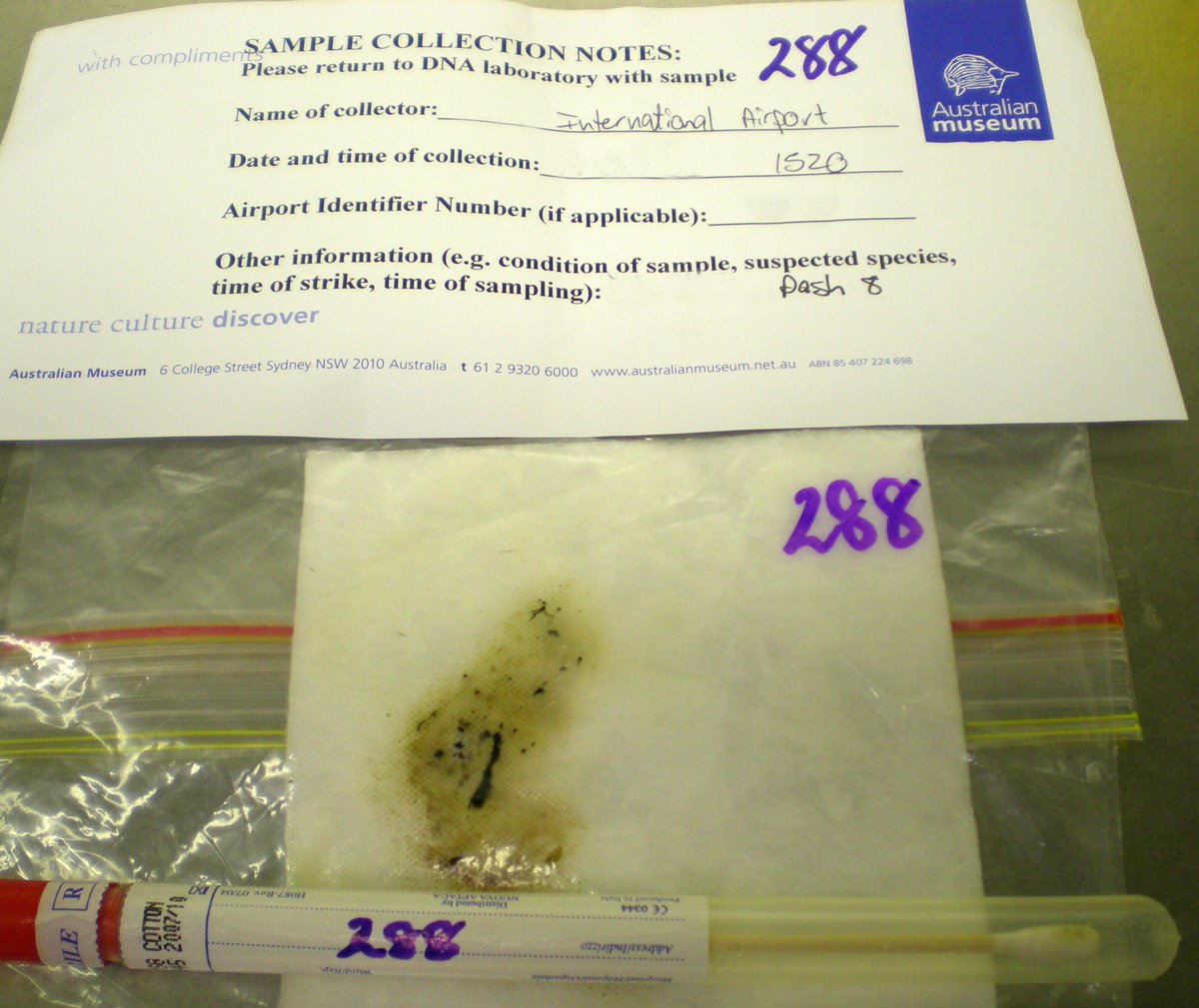 Feathers of the Gods: Is it a Bird? - The Australian Museum Blog