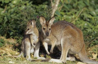 Black-striped Wallaby - The Australian Museum