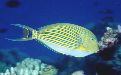 Striped Surgeonfish, Acanthurus lineatus (Linnaeus, 1758) - The ...