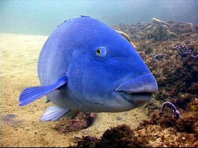 Eastern Blue Groper, Achoerodus viridis (Steindachner, 1866) - The ...