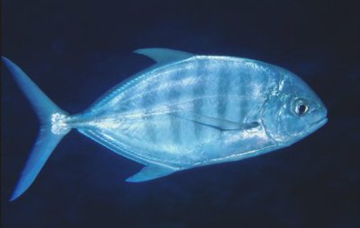 Blue Trevally, Carangoides ferdau (Forsskål, 1775) - The Australian Museum
