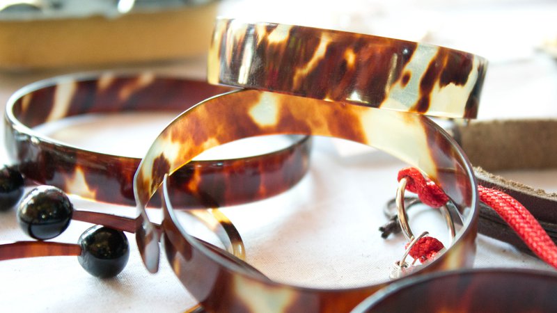 Surrender Your Shell: Using DNA to protect the Hawksbill Turtle - The ...