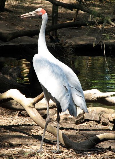 Brolga - The Australian Museum