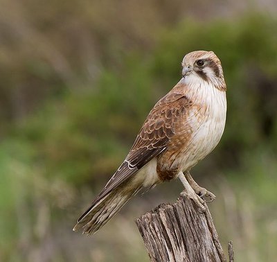 Brown Falcon - The Australian Museum