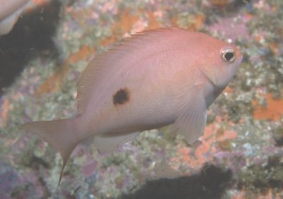 Butterfly Perch, Caesioperca lepidoptera (Bloch & Schneider, 1801 ...