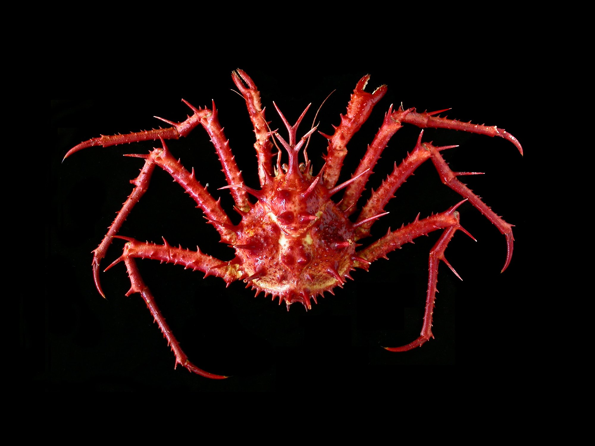 Crustaceans - The Australian Museum