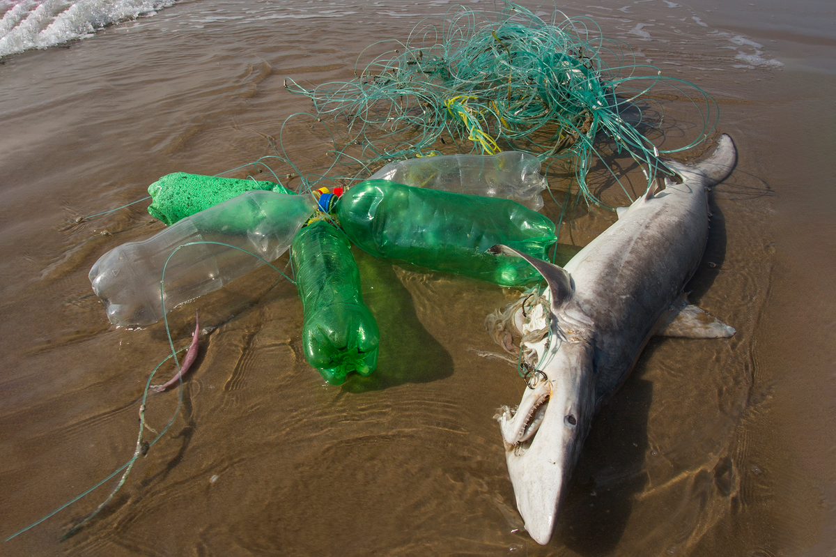 Why oceans need sharks - The Australian Museum