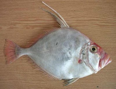Silver Dory, Cyttus australis (Richardson, 1843) - The Australian Museum