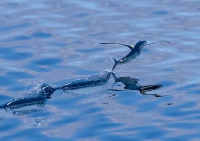 Spotfin Flyingfish, Cheilopogon furcatus - The Australian Museum