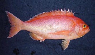Longfin Perch, Caprodon longimanus (Günther, 1859) - The Australian Museum