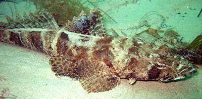 Fringe-eye Flathead, Cymbacephalus nematophthalmus (Gunther, 1860 ...