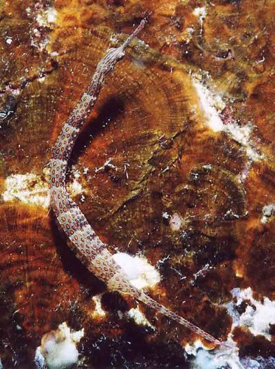 Ocellate Pipefish, Corythoichthys ocellatus Herald, 1953 - The ...