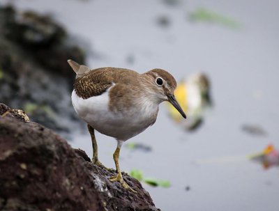 Common Sandpiper - The Australian Museum