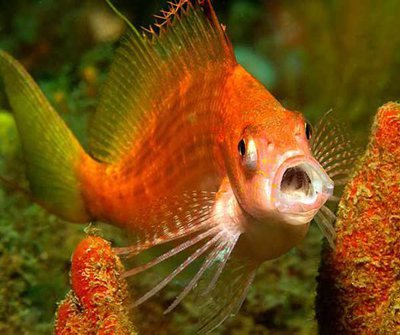 Lyretail Hawkfish, Cyprinocirrhites polyactis (Bleeker, 1875) - The ...