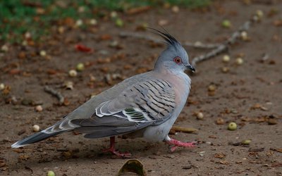 Crested Pigeon - The Australian Museum
