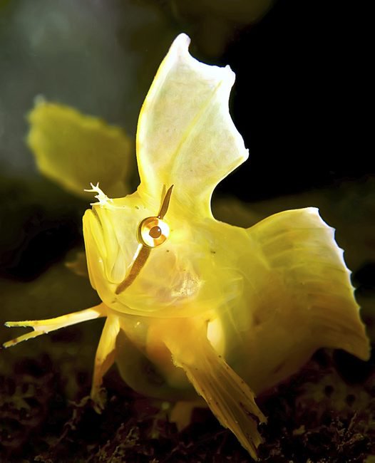 Clinidae - Weedfishes - The Australian Museum