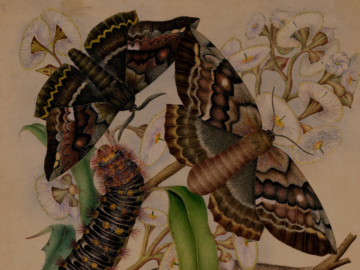 The Scott sisters collection of scientific illustrations