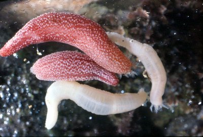 Snot Sea Cucumber - The Australian Museum