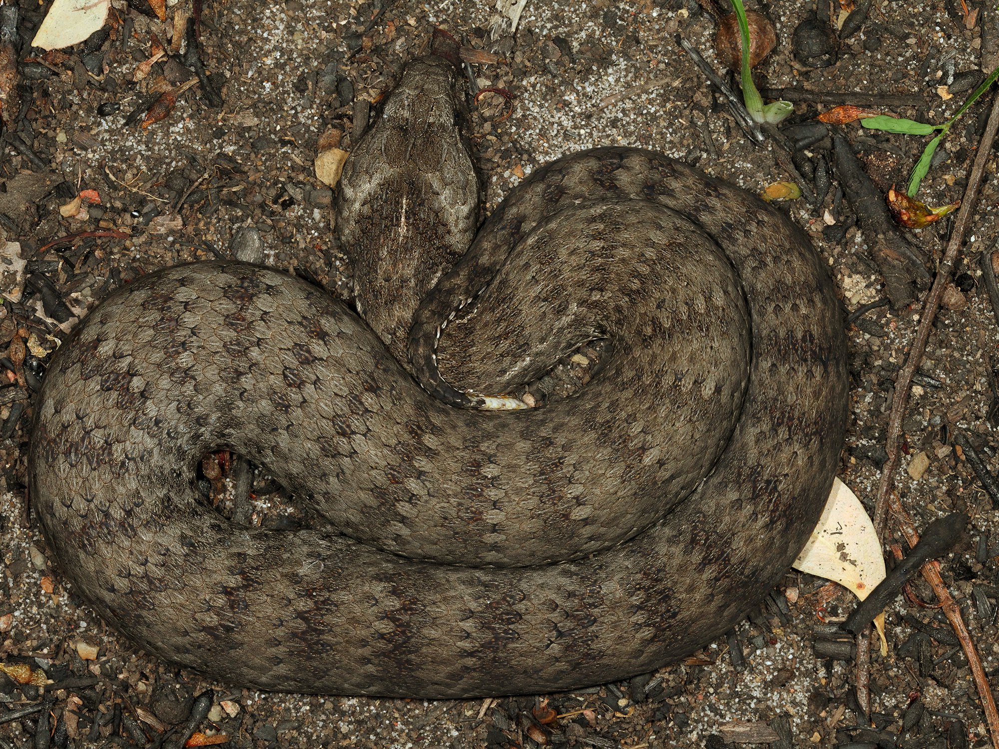 Dangerous Australian animals - The Australian Museum