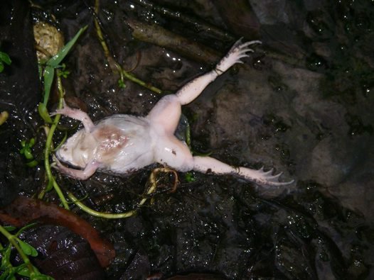 Poorly-known parasites threaten freshwater biodiversity - The ...