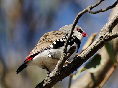 Diamond Firetail - The Australian Museum
