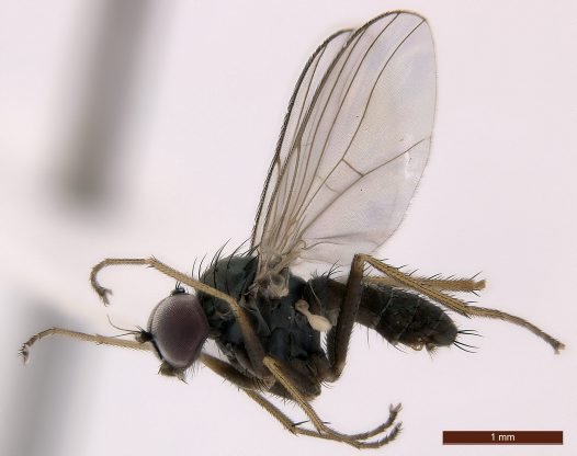 19 New Long-legged Flies from the Pilbara Region in Western Australia ...