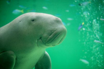 Dugong - The Australian Museum