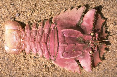 Balmain Bug - The Australian Museum