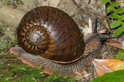 Giant Panda Snail - The Australian Museum