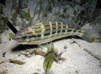 Eastern Striped Grunter, Pelates sexlineatus (Quoy & Gaimard, 1824 ...