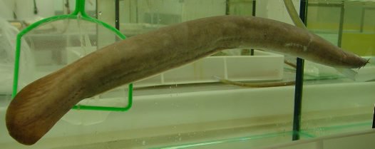 Who's the slimiest fish of all? - The Australian Museum Blog