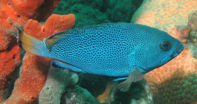 Purple Rockcod, Epinephelus cyanopodus (Richardson, 1846) - The ...