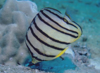 Eight-banded Butterflyfish, Chaetodon octofasciatus (Bloch, 1787) - The ...