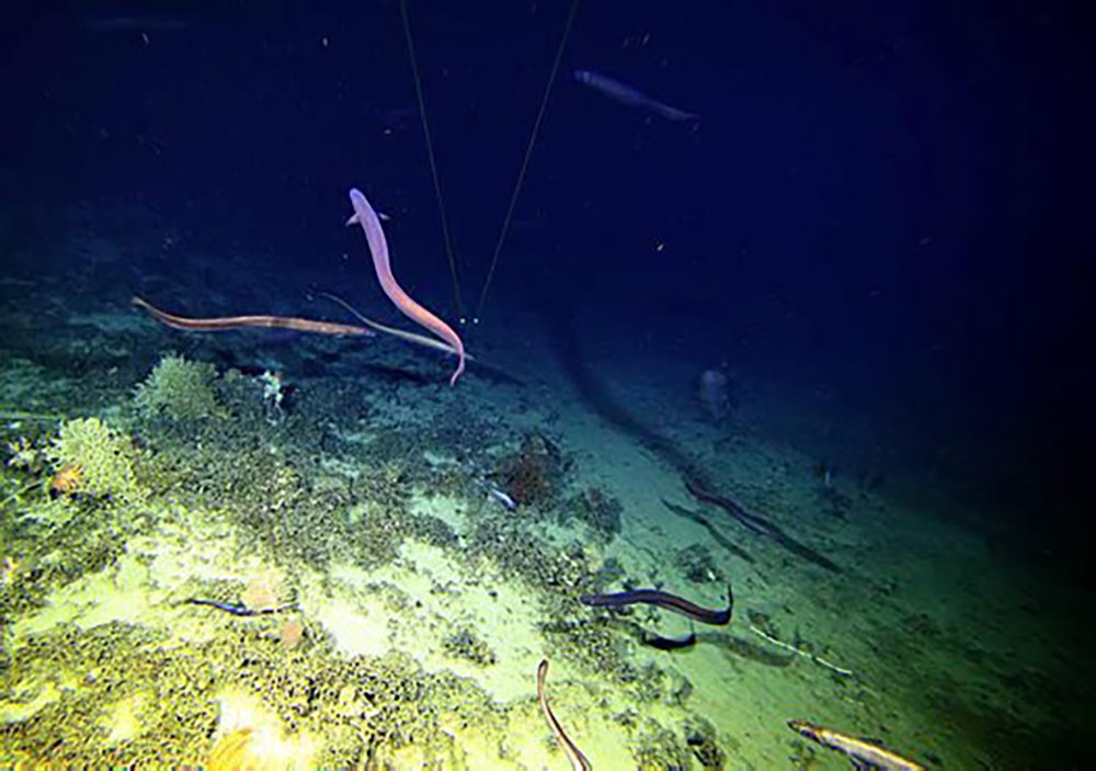 'Living fossil' eel in an undersea cave - The Australian Museum Blog