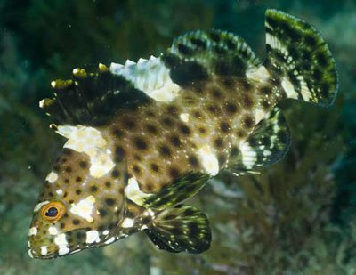 Highfin Grouper, Epinephelus maculatus (Bloch, 1790) - The Australian ...
