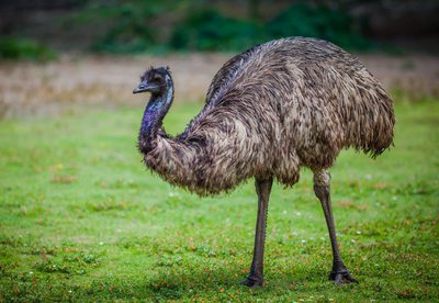Emu - The Australian Museum