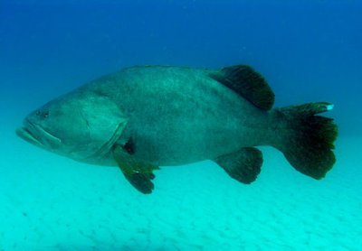Queensland Groper, Epinephelus lanceolatus (Bloch, 1790) - The ...