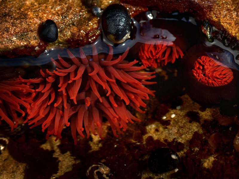 Jellyfish, anemones and corals - The Australian Museum