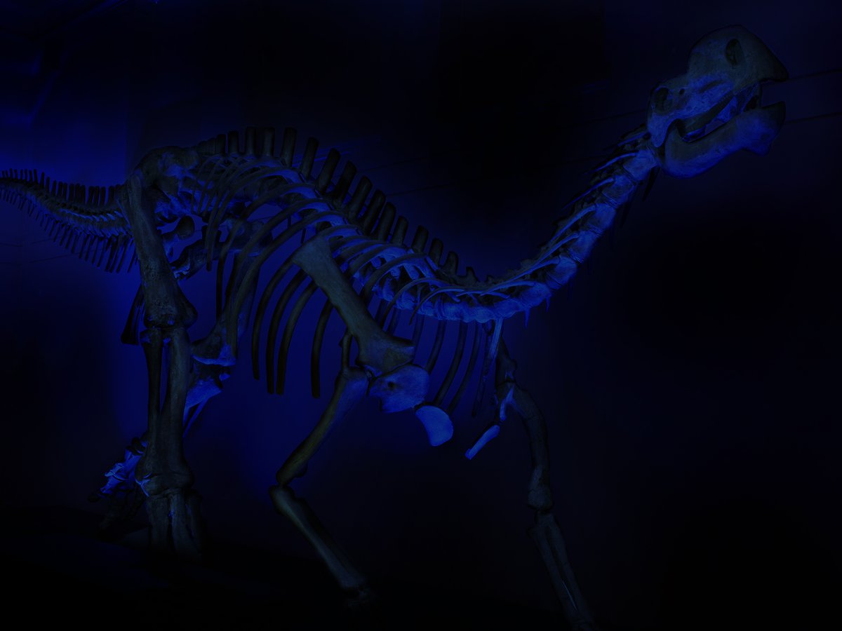 Dinosaurs and their relatives - The Australian Museum