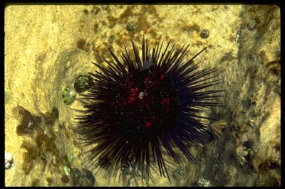 Spiny Sea Urchin - The Australian Museum