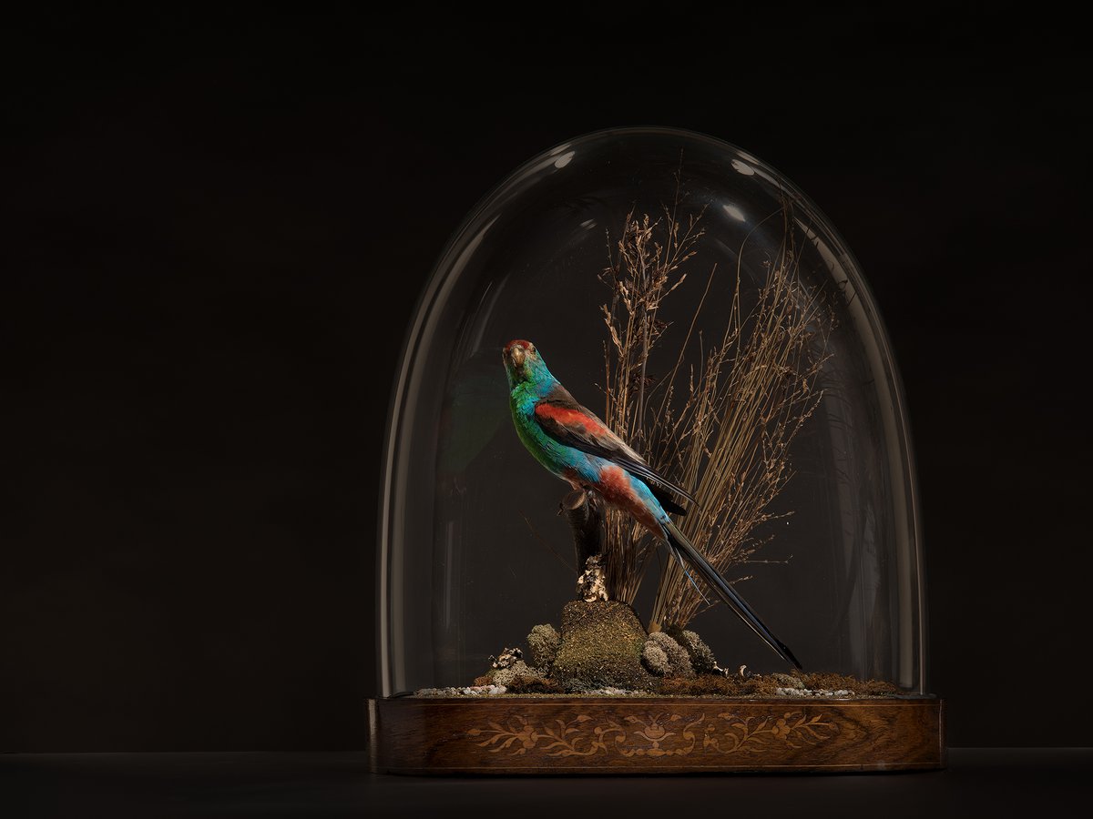 Australia’s extinct animals - The Australian Museum