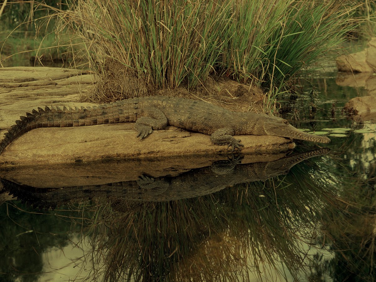 Reptiles - The Australian Museum