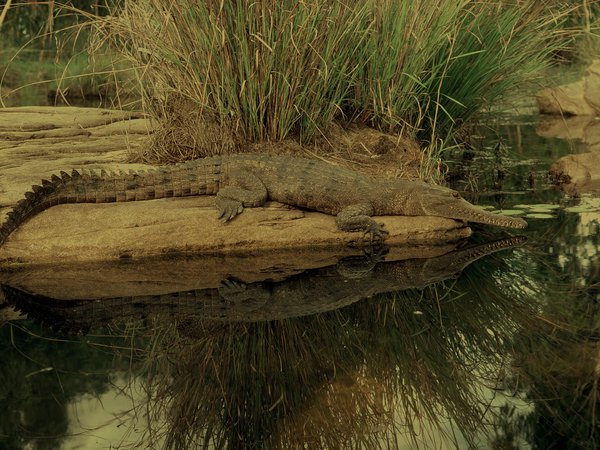Reptiles - The Australian Museum