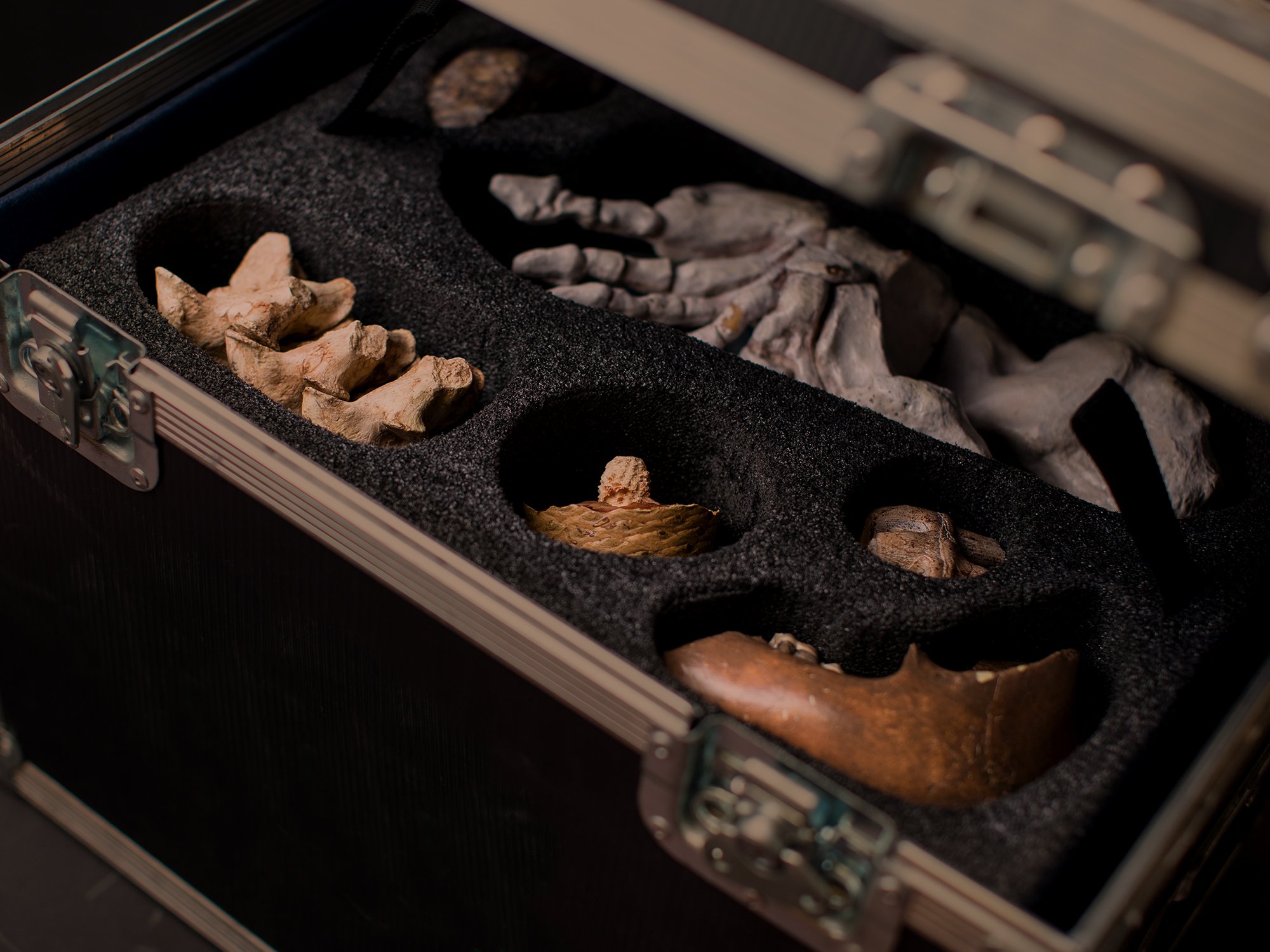 Museum in a Box - The Australian Museum