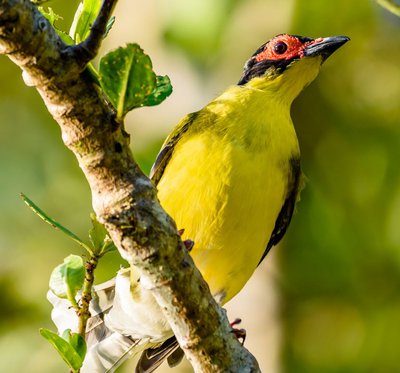 Figbird - The Australian Museum