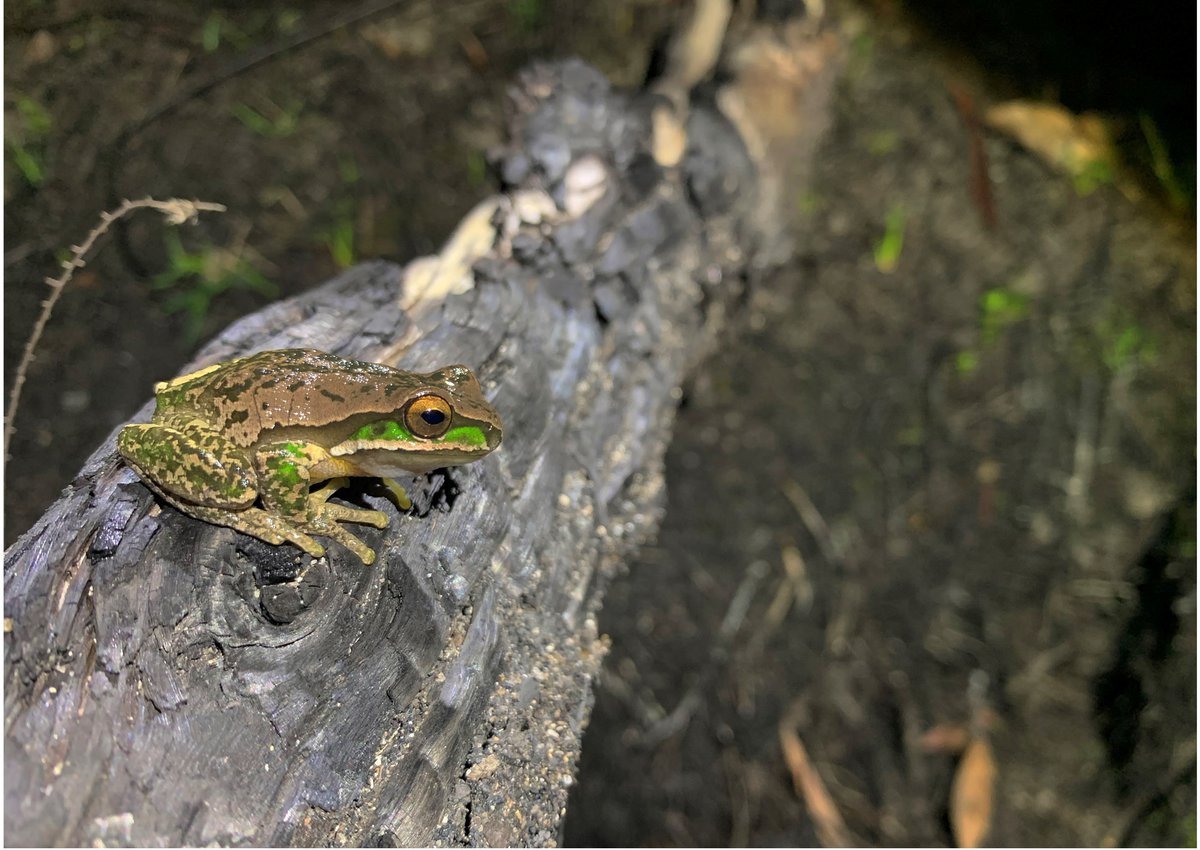 Fighting the flames – how did frogs fare after the Black Summer ...